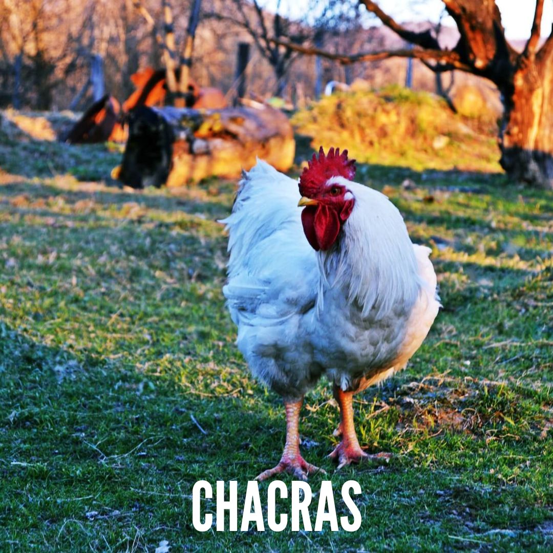 Venta | Campos Uruguayos en Venta