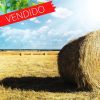 Campos Uruguayos | Campos en Venta en Uruguay